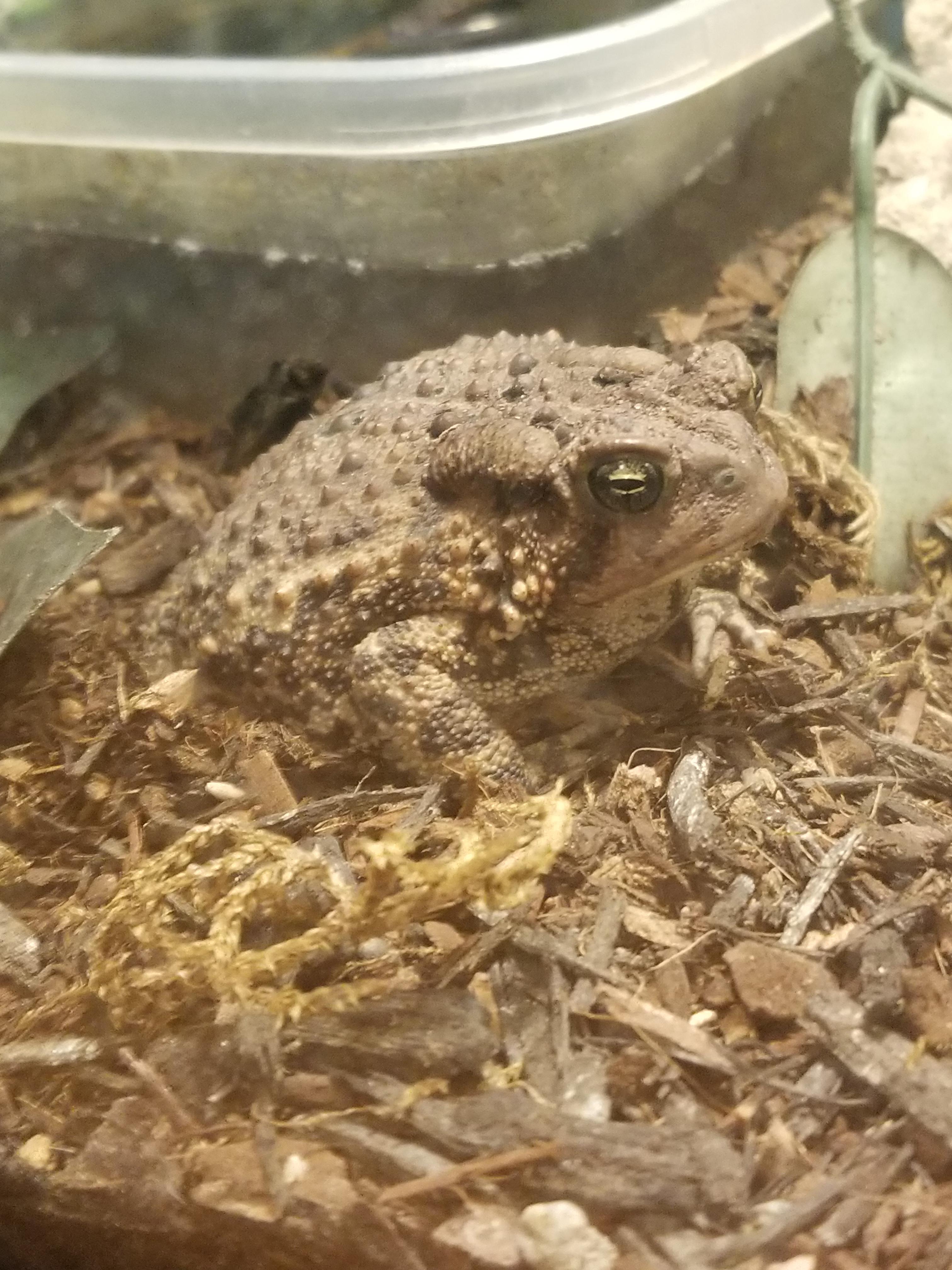 Kung Lao the Toad | Scrolller