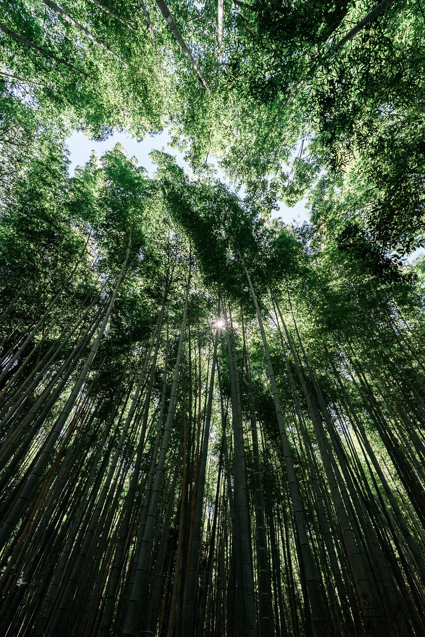 Kyoto’s bamboo forest | Scrolller