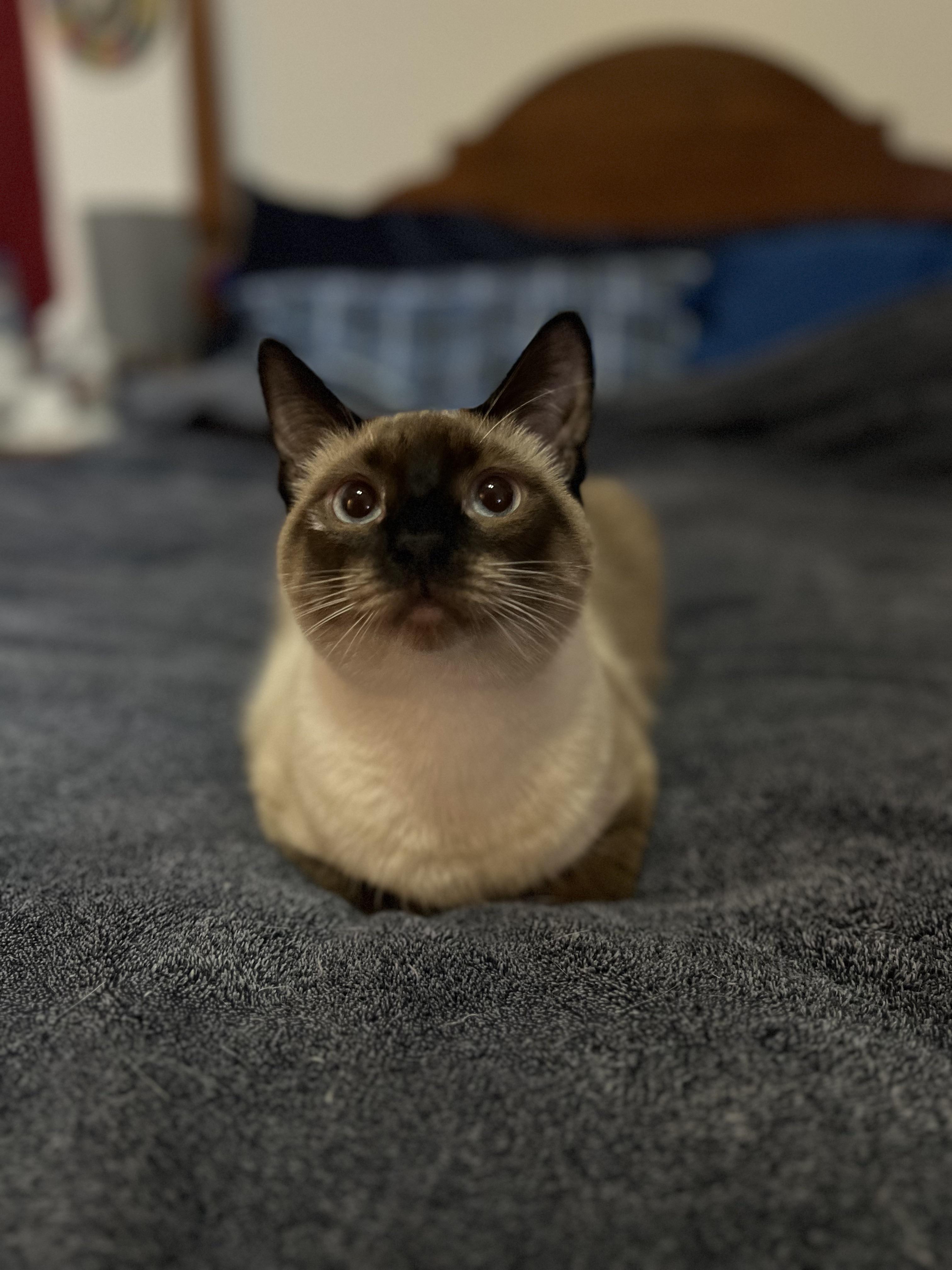 La Desperada loafing | Scrolller