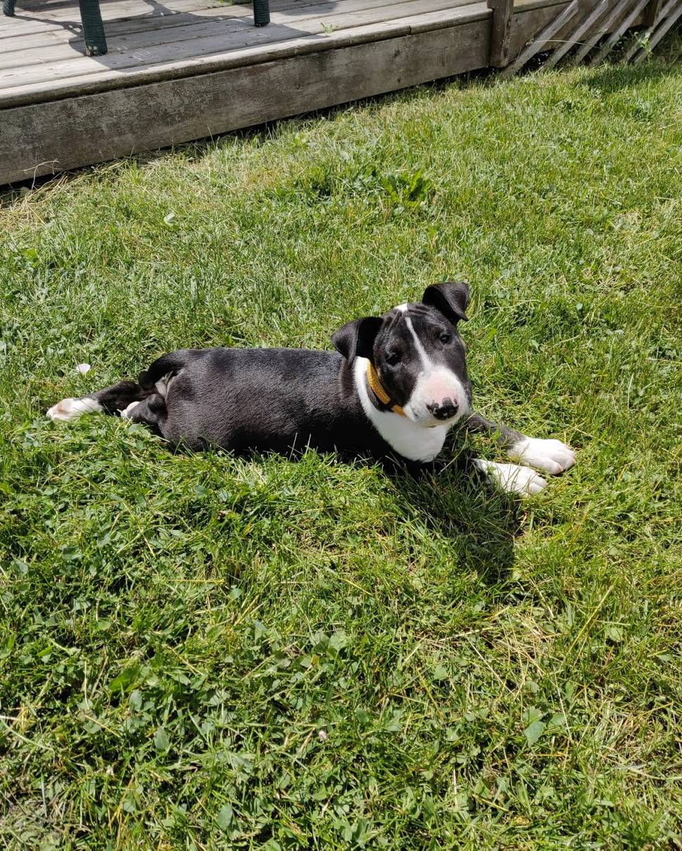 Ladies and gents, say hello to Tuba! | Scrolller