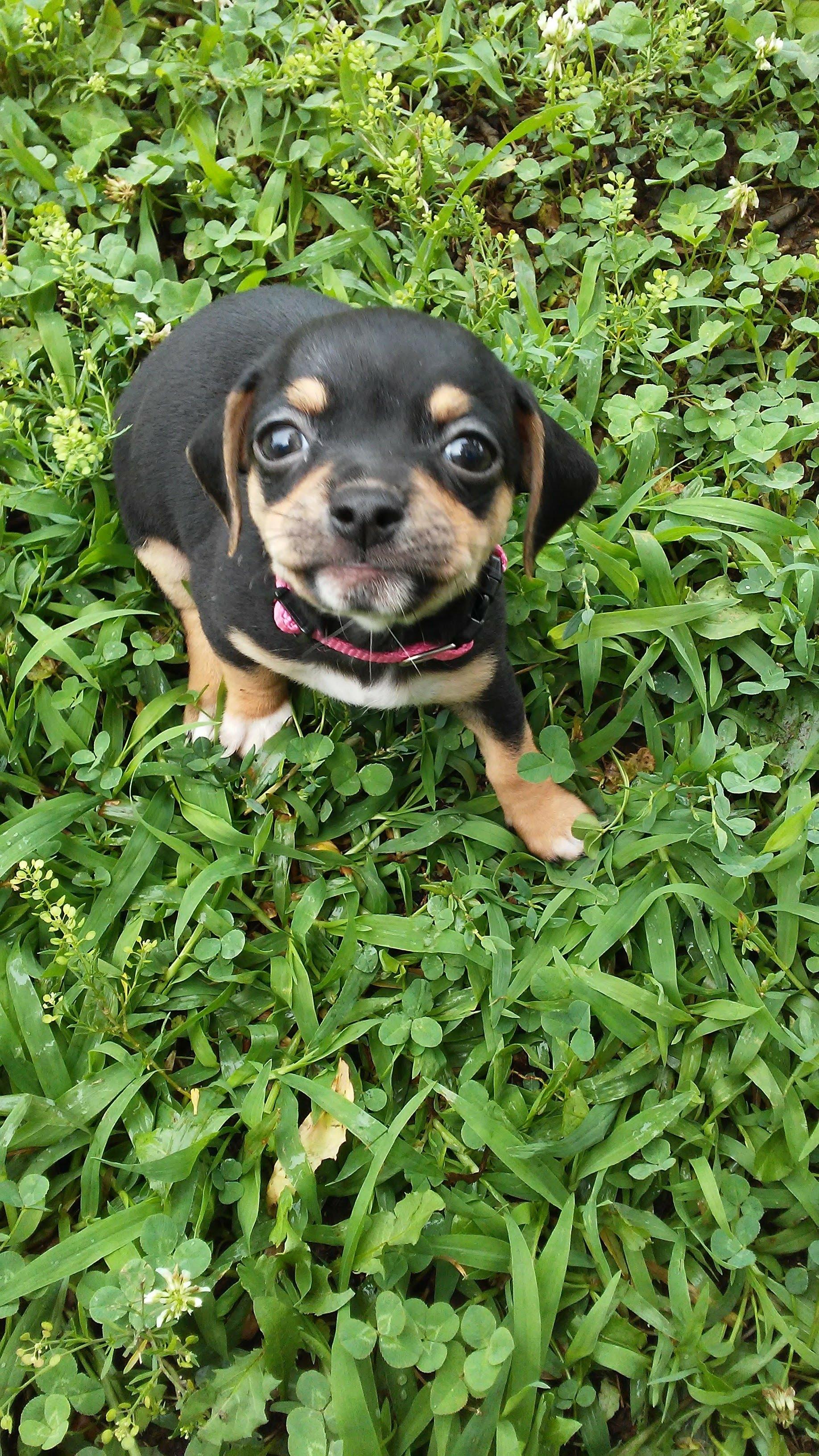 Lady the Super Pup. | Scrolller