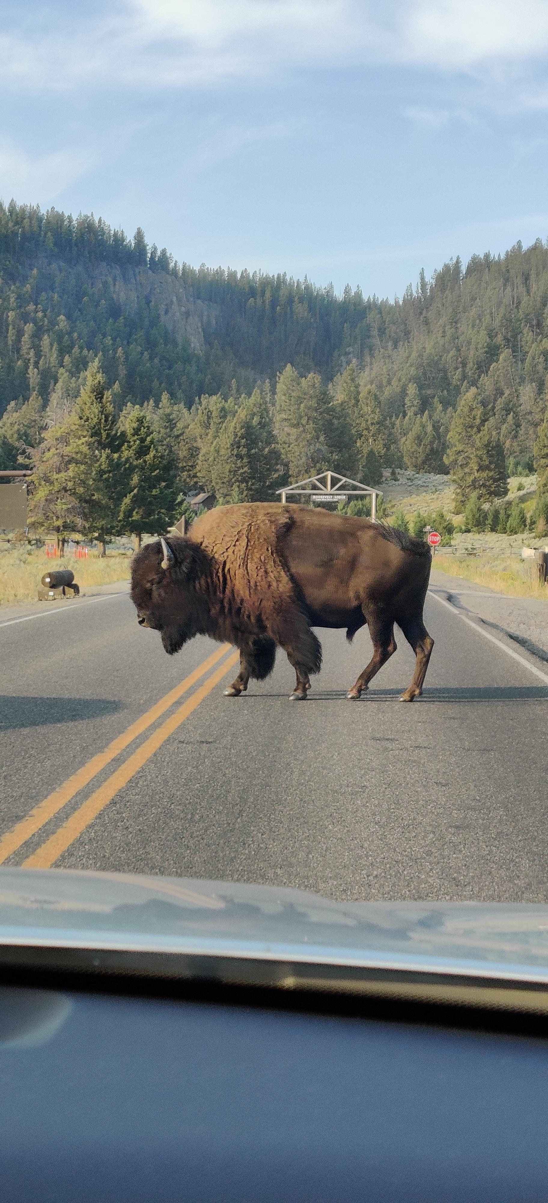 Lamar Valley Bison | Scrolller