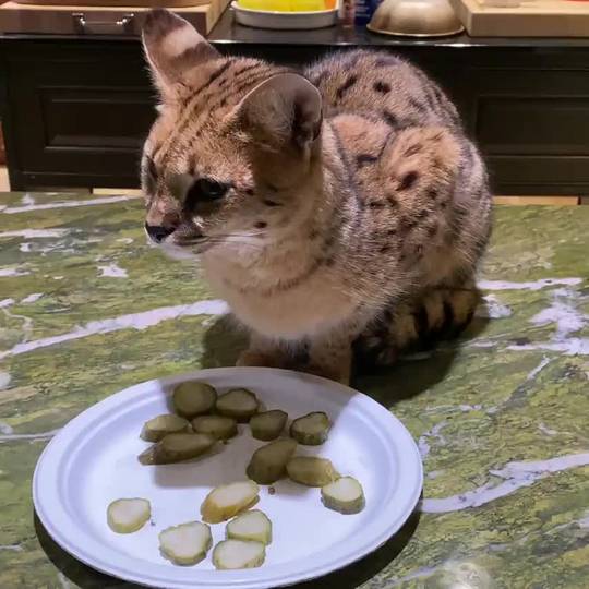 Lancelot’s in a Real pickle... [OC] | Scrolller