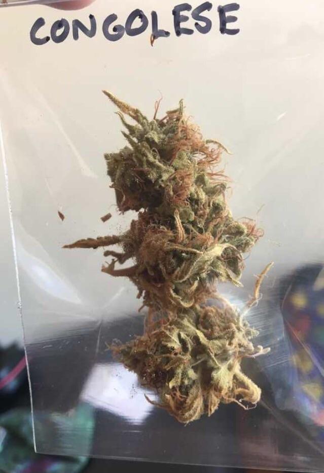 Landrace Congolese (African genetics) | Scrolller