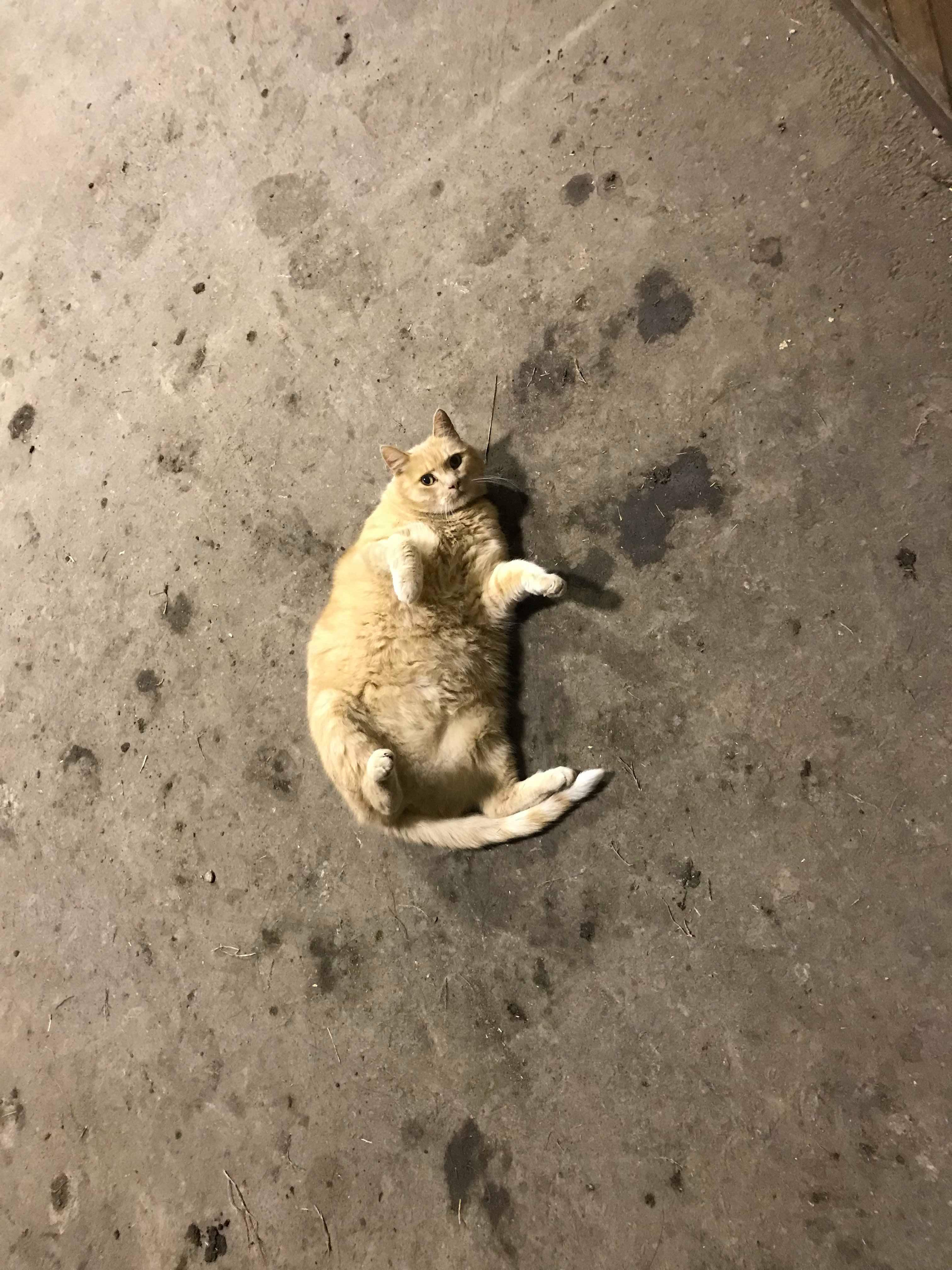 LAWD pet him | Scrolller