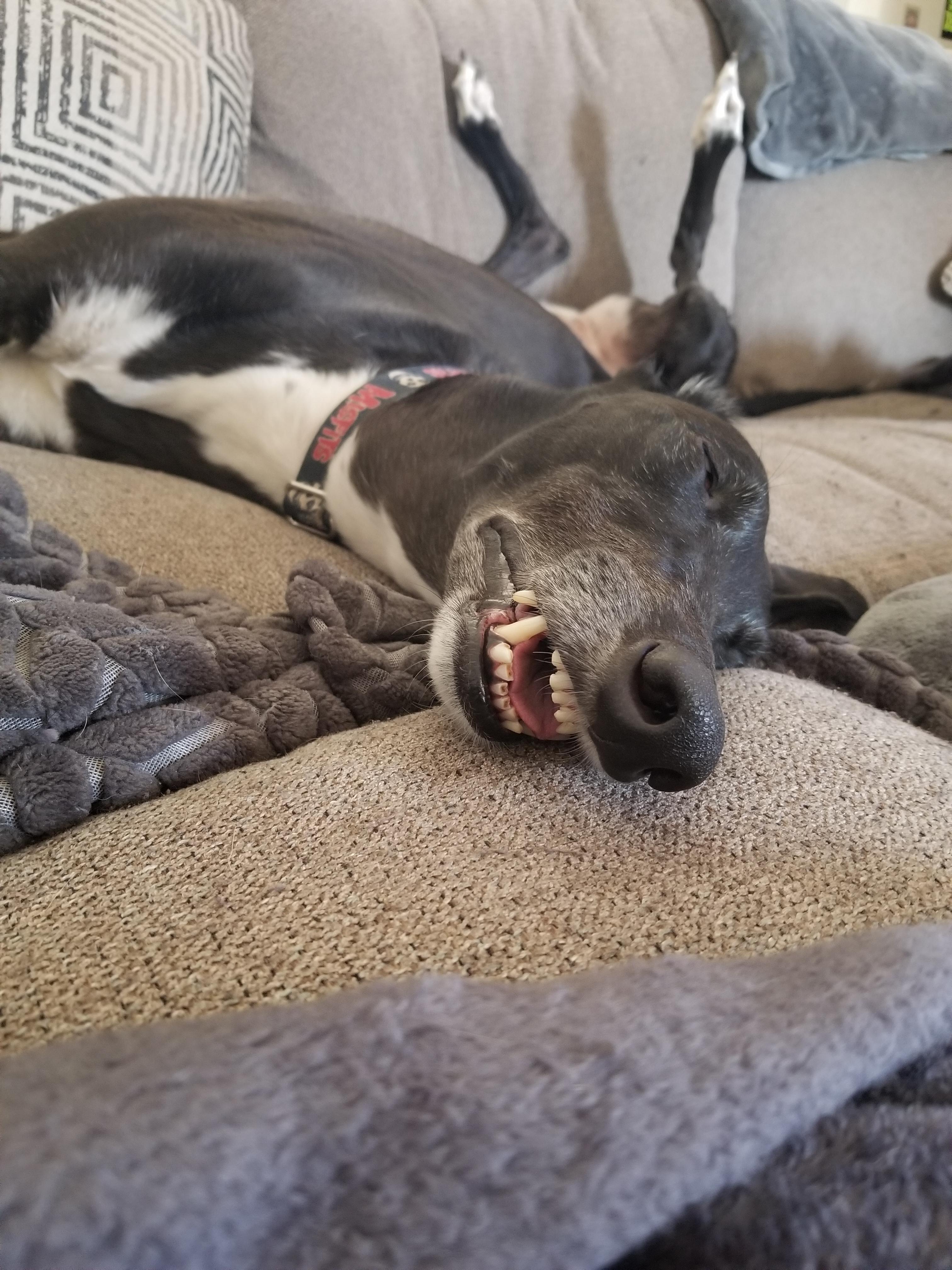 Lazy day | Scrolller