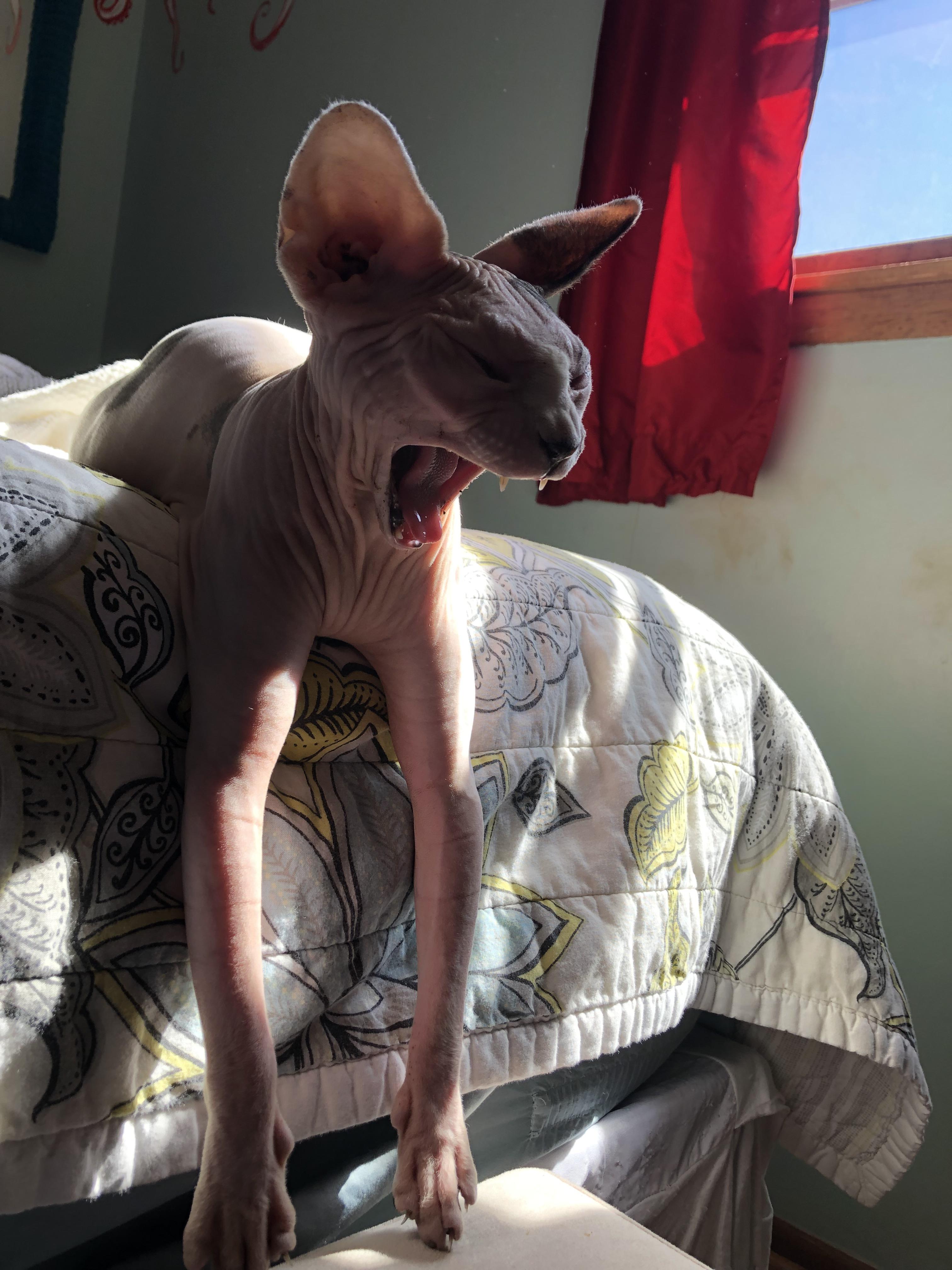 Lazy Sunday sun beam. | Scrolller