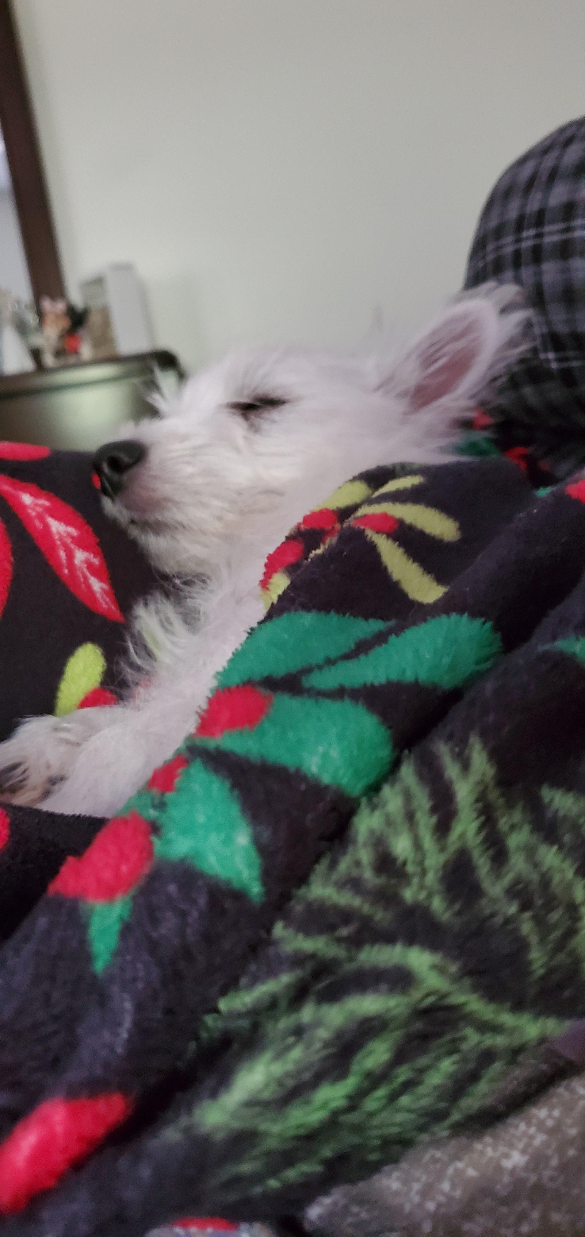 Lazy Sundays (Oliver 14W Westie) | Scrolller