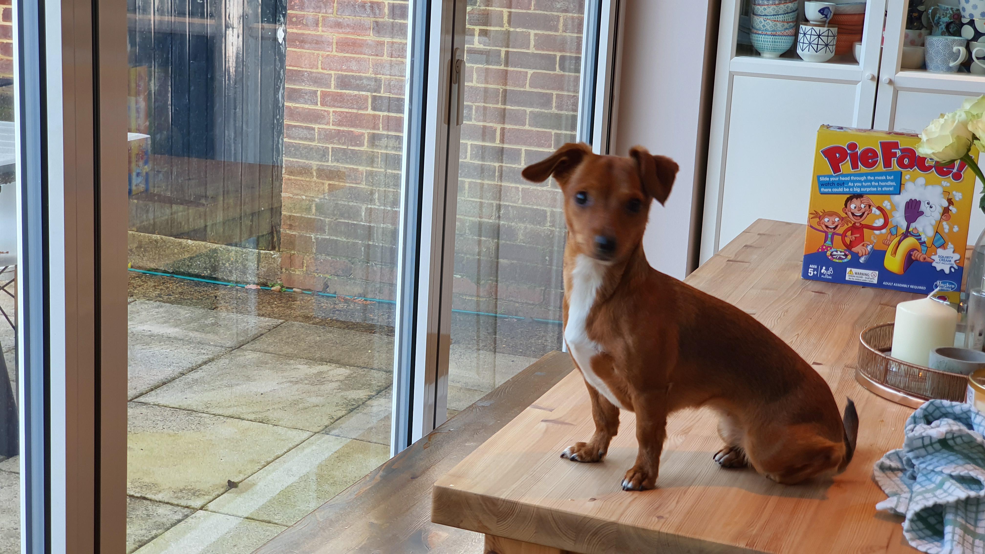 LE PUPPY MUNCHKIN DOG!?!? | Scrolller