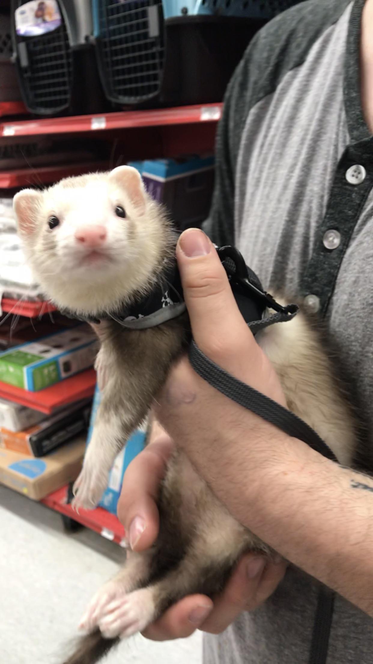 Leafy is always such good boy at the store | Scrolller