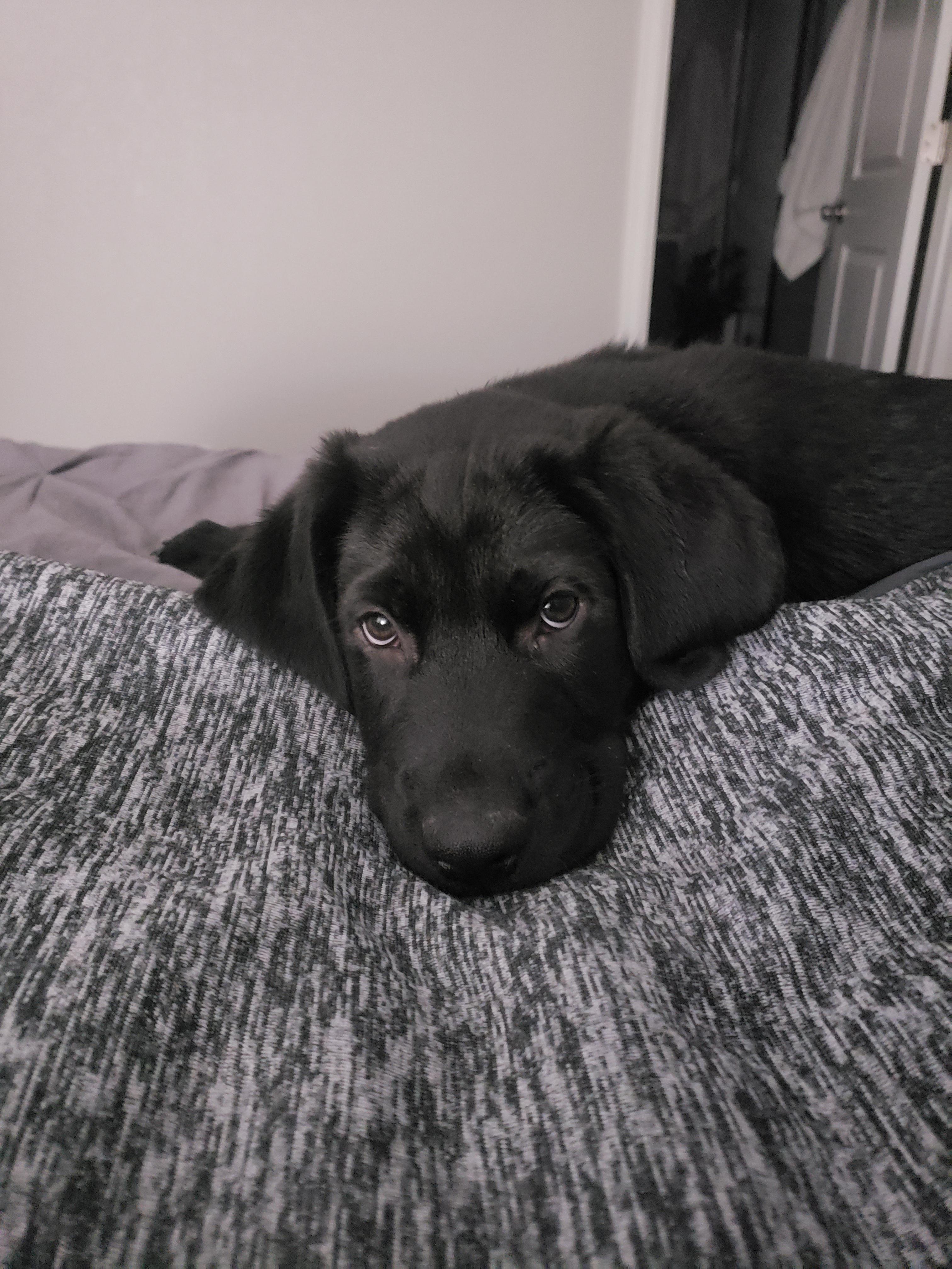 Learning the best place to sleep. | Scrolller