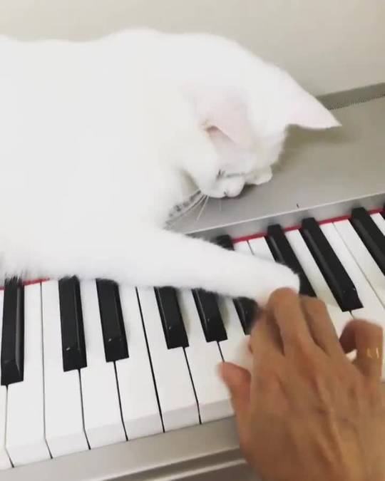 Learning to play the piano | Scrolller