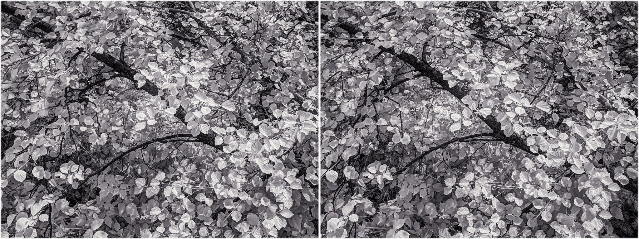 Leaves (infrared) | Scrolller