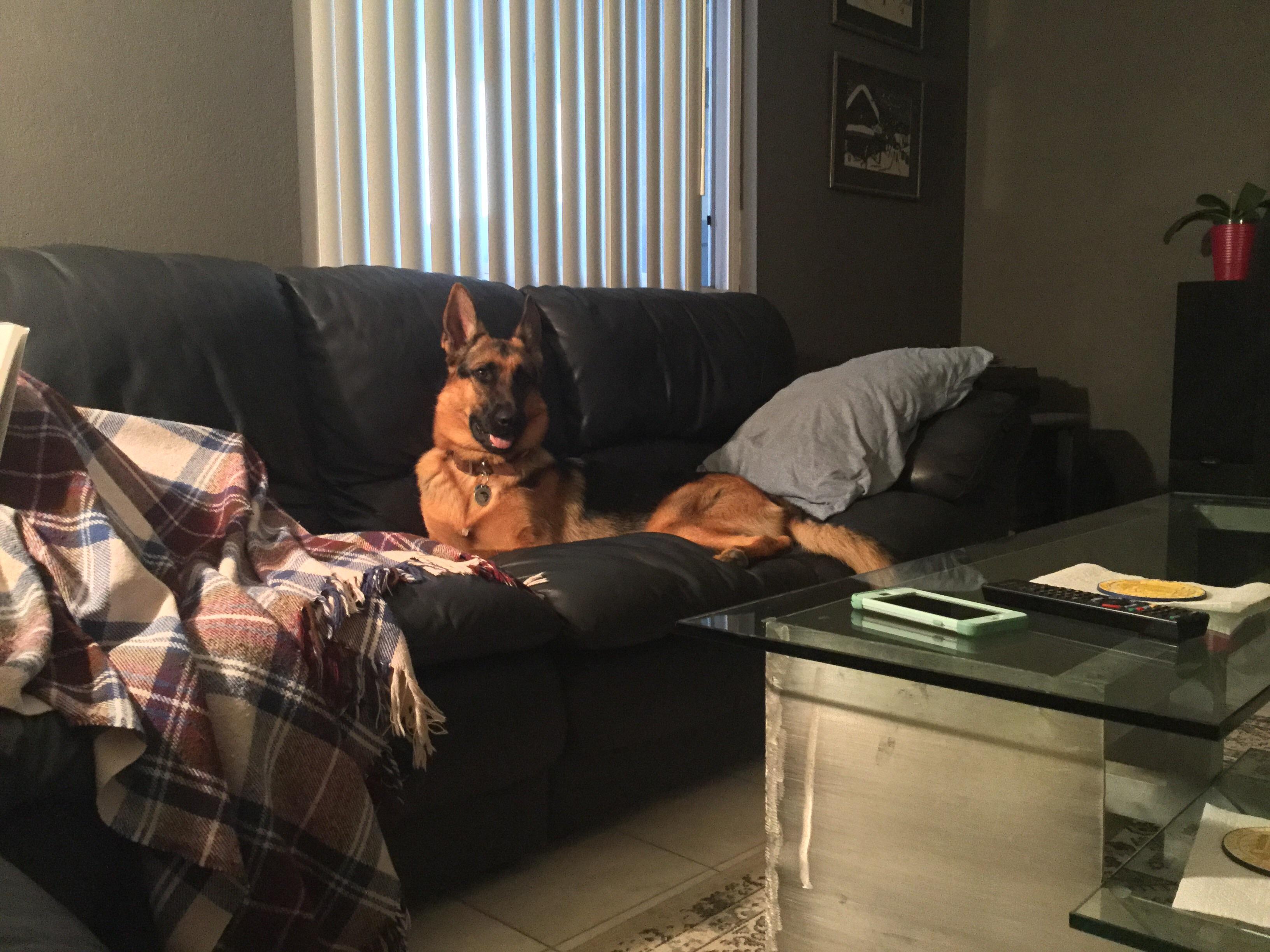 Leia on a couch | Scrolller