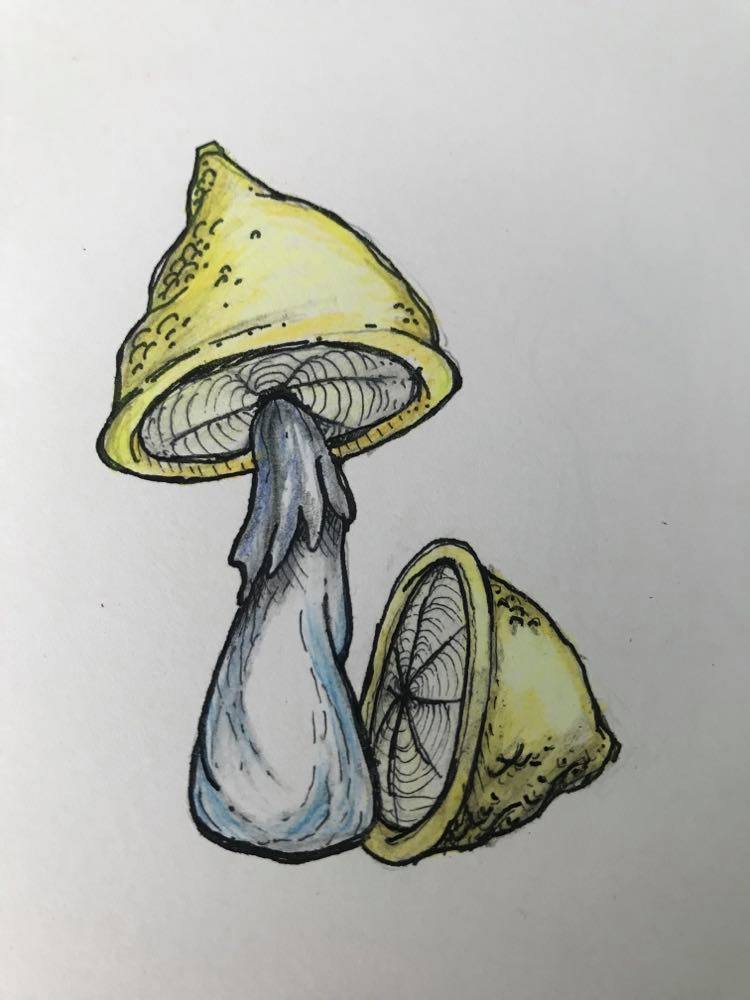 Lemon Tek v2 | Scrolller