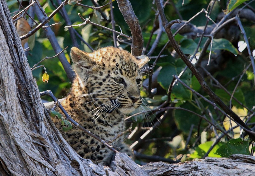Leopard cub hiding in the trees | Scrolller