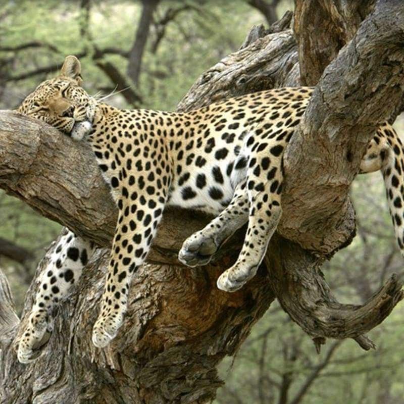 Leopard Napping In A Tree Scrolller