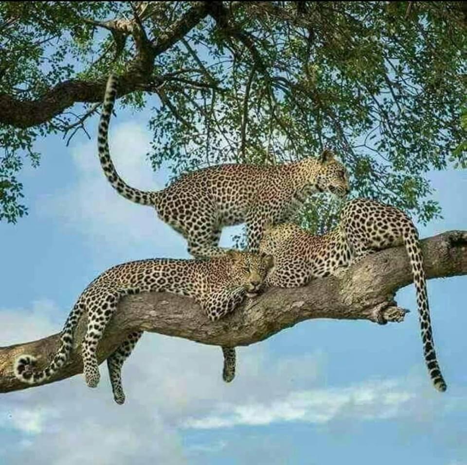 Leopards working out their resting spots. | Scrolller