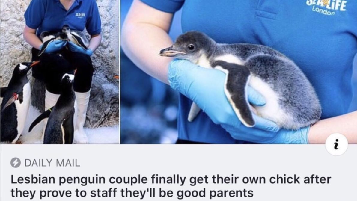 lesbian penguins