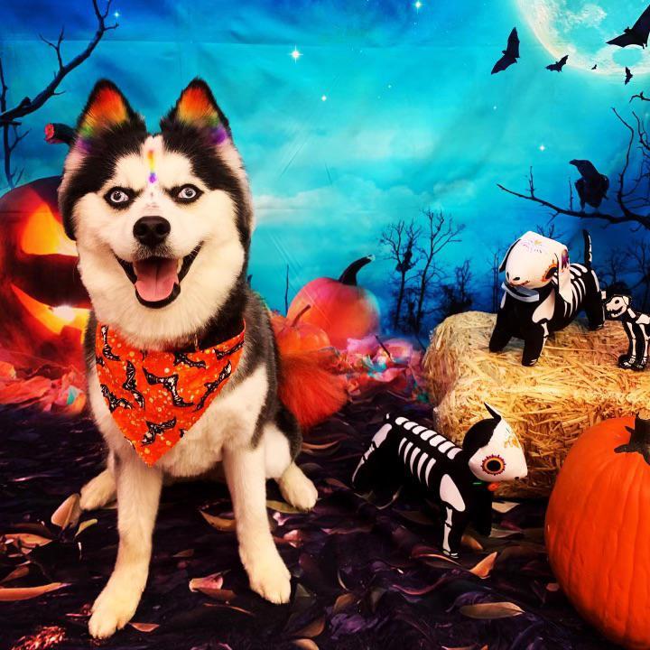 Lia Lee #pomsky | Scrolller