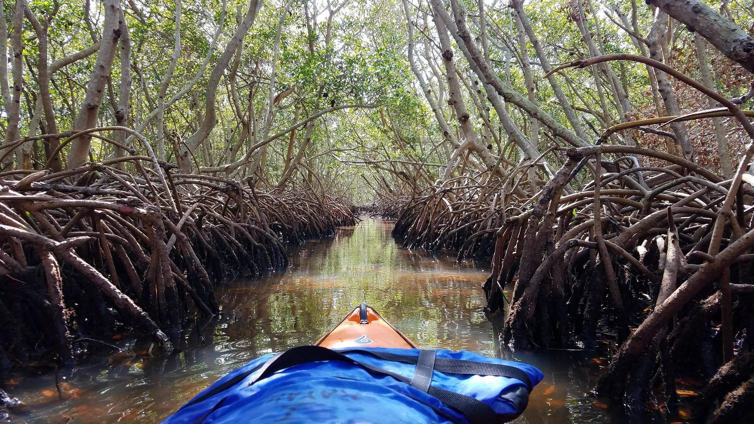 Lido mangrove tunnels | Scrolller