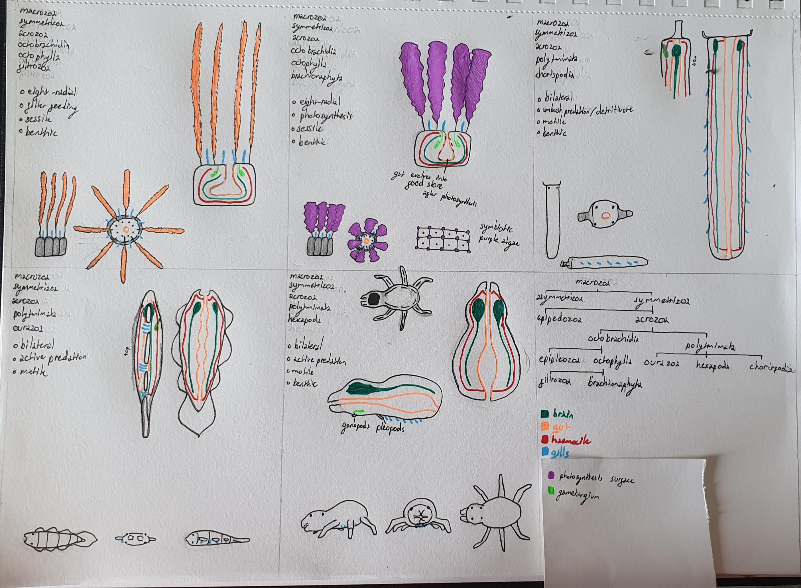 life after cambrian explosion | Scrolller