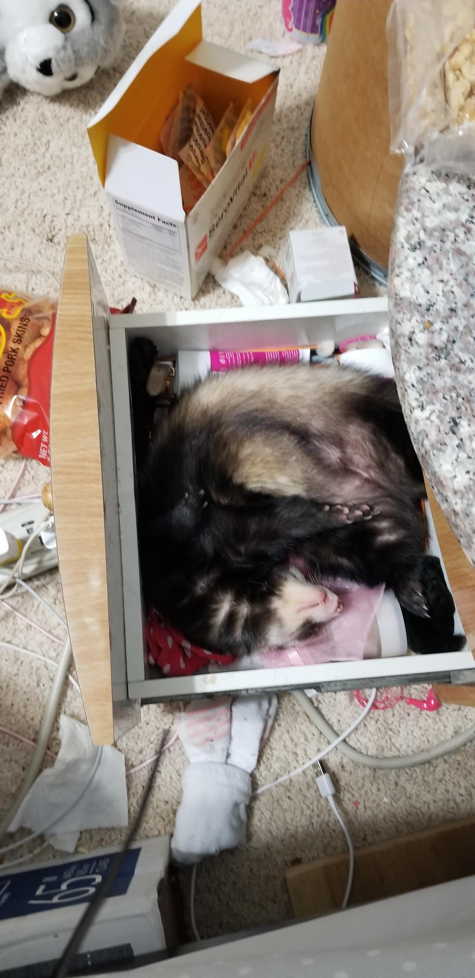 Lil furry sleeping in my nightstand's draw ️ | Scrolller