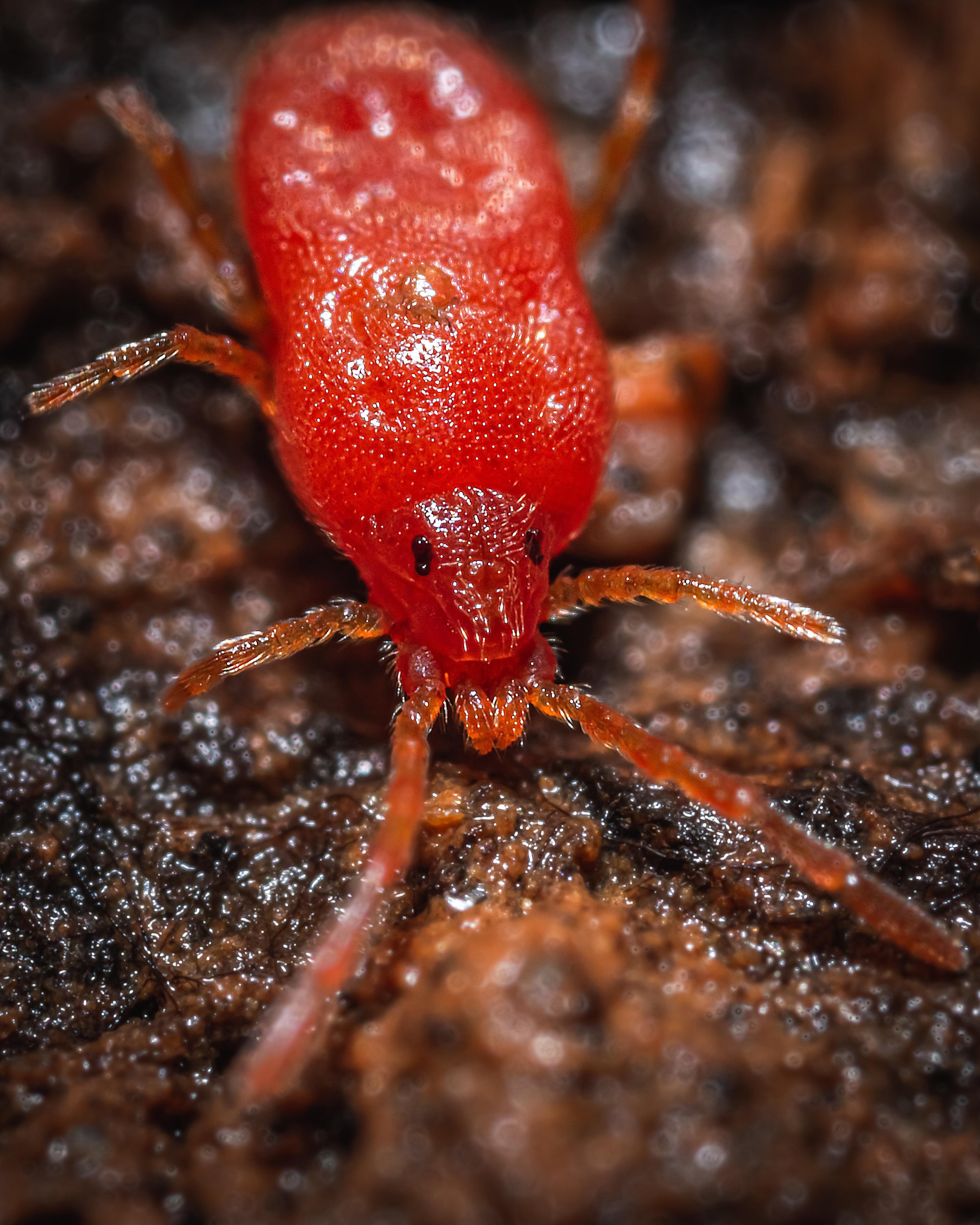 Lil mite | Scrolller