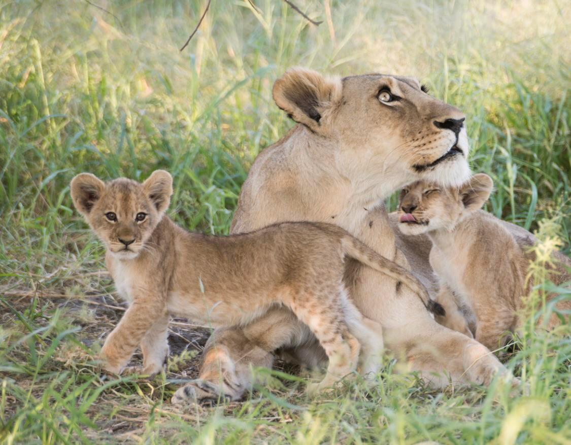 Lion Family | Scrolller