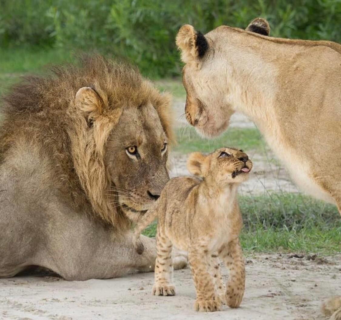 Lion Family | Scrolller