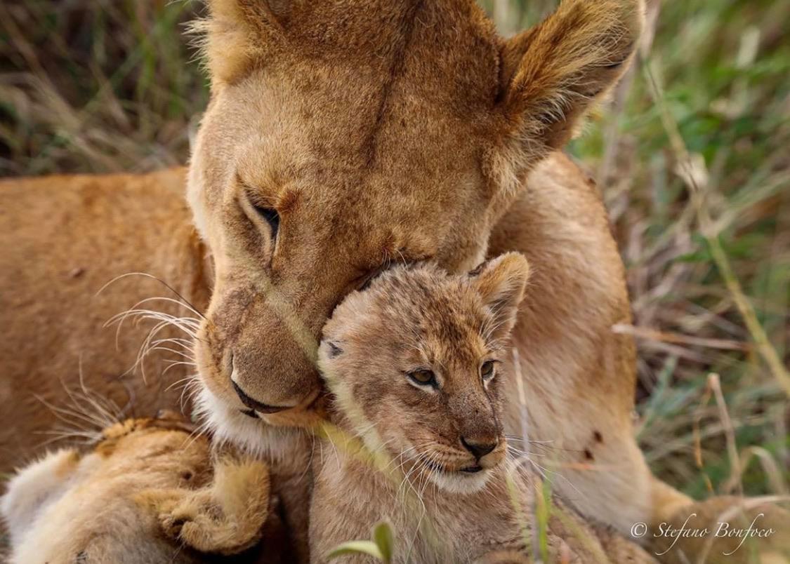 Lioness Cuddling Her Cub | Scrolller