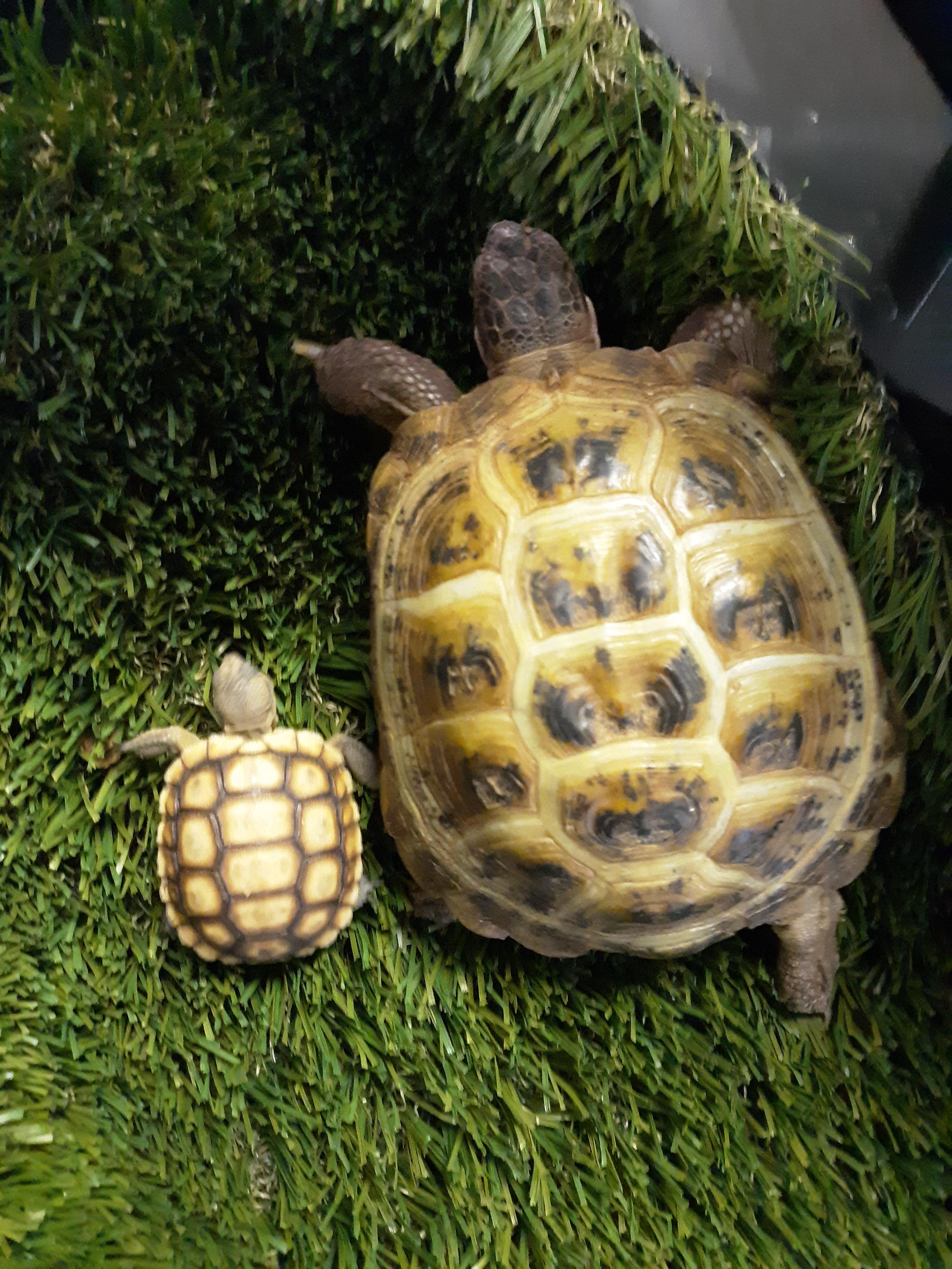 Discover more like Tortoise: Little and Big and Related Content | Scrolller