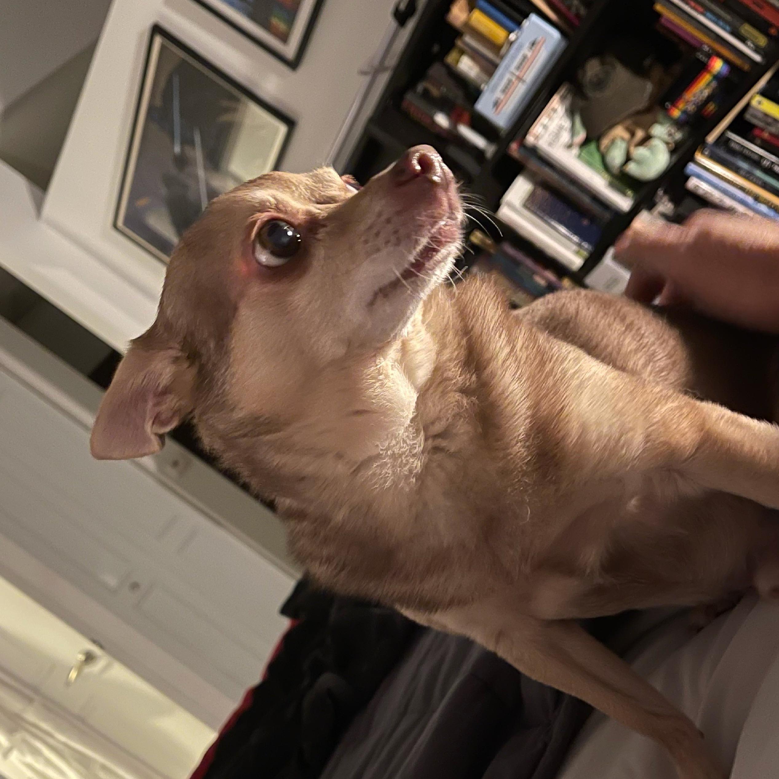 Little Boo deep in thought. | Scrolller