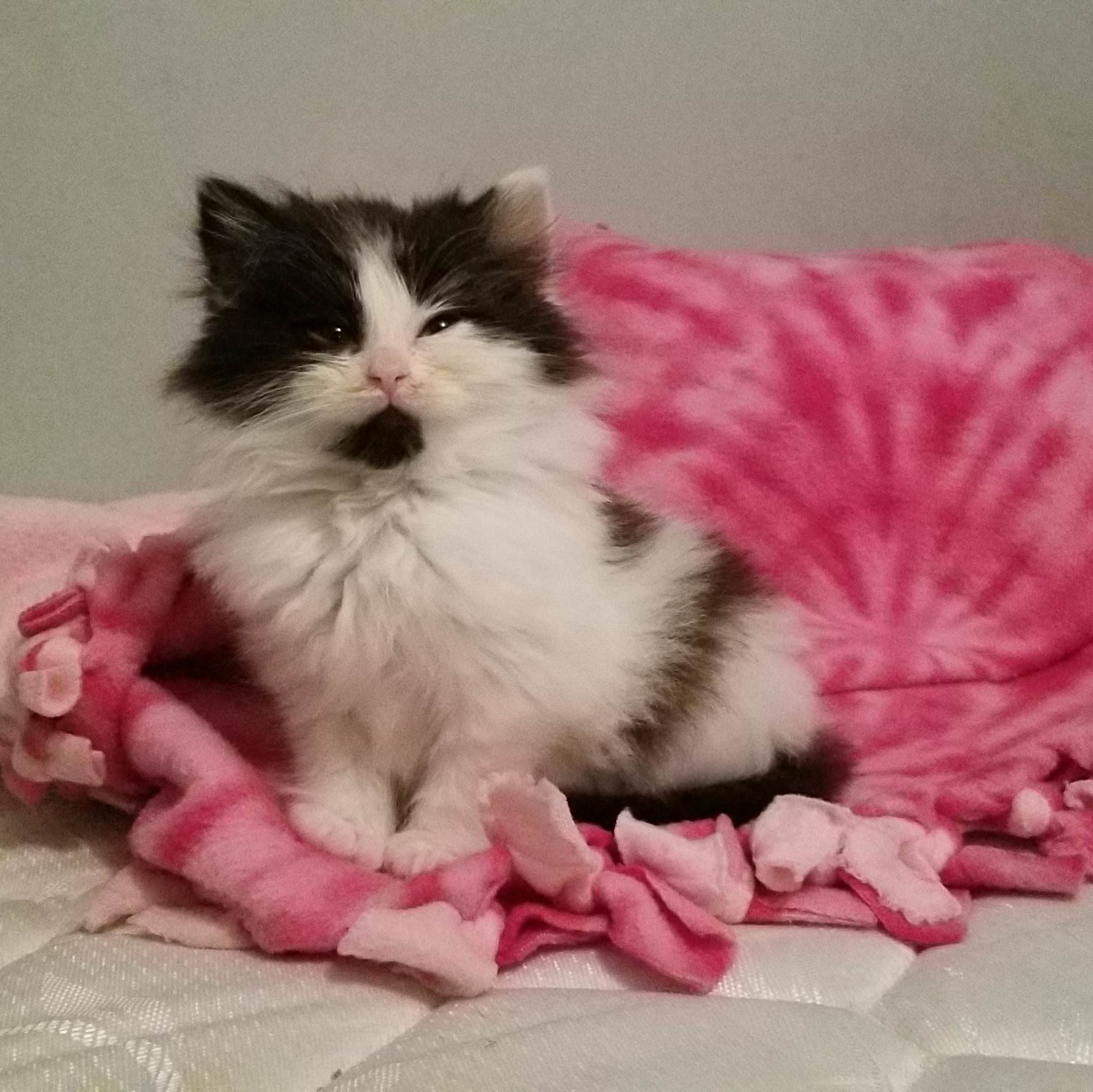 Little Floof | Scrolller