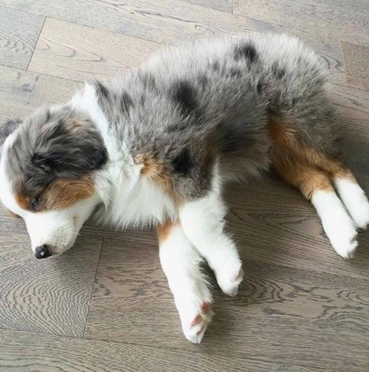 Little fluff boye | Scrolller