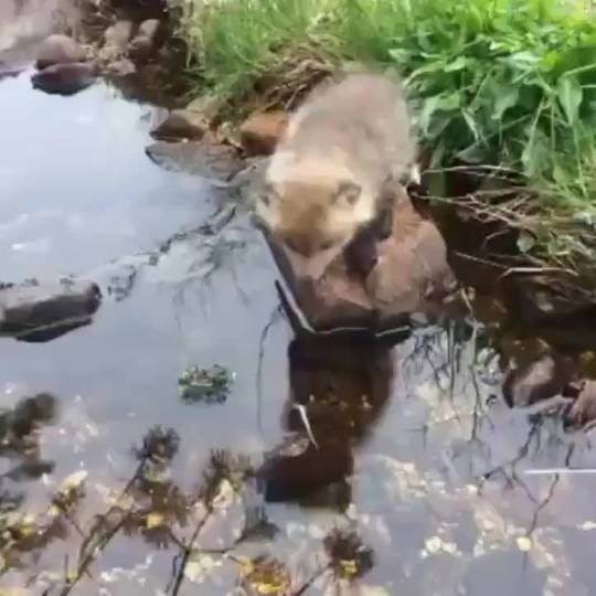 Little fox crossing the river | Scrolller
