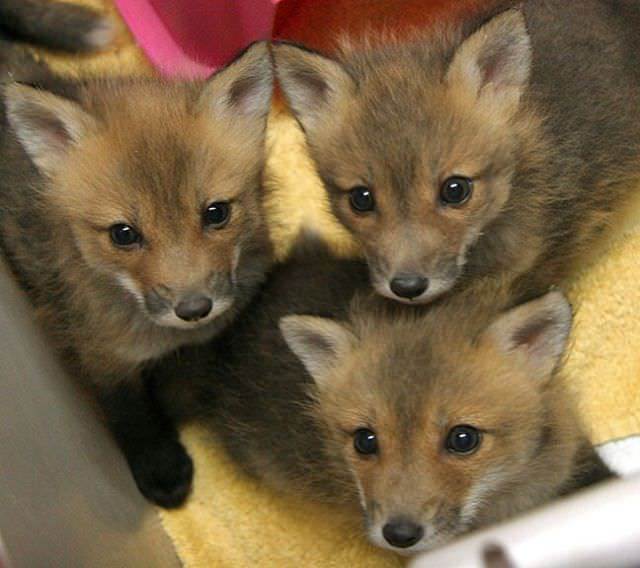 Little fox trio. | Scrolller