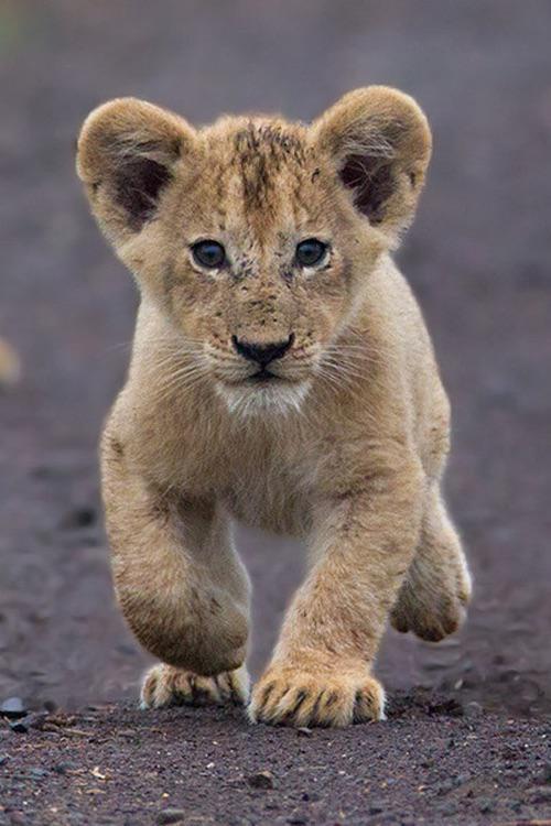 Little Lion Cub | Scrolller