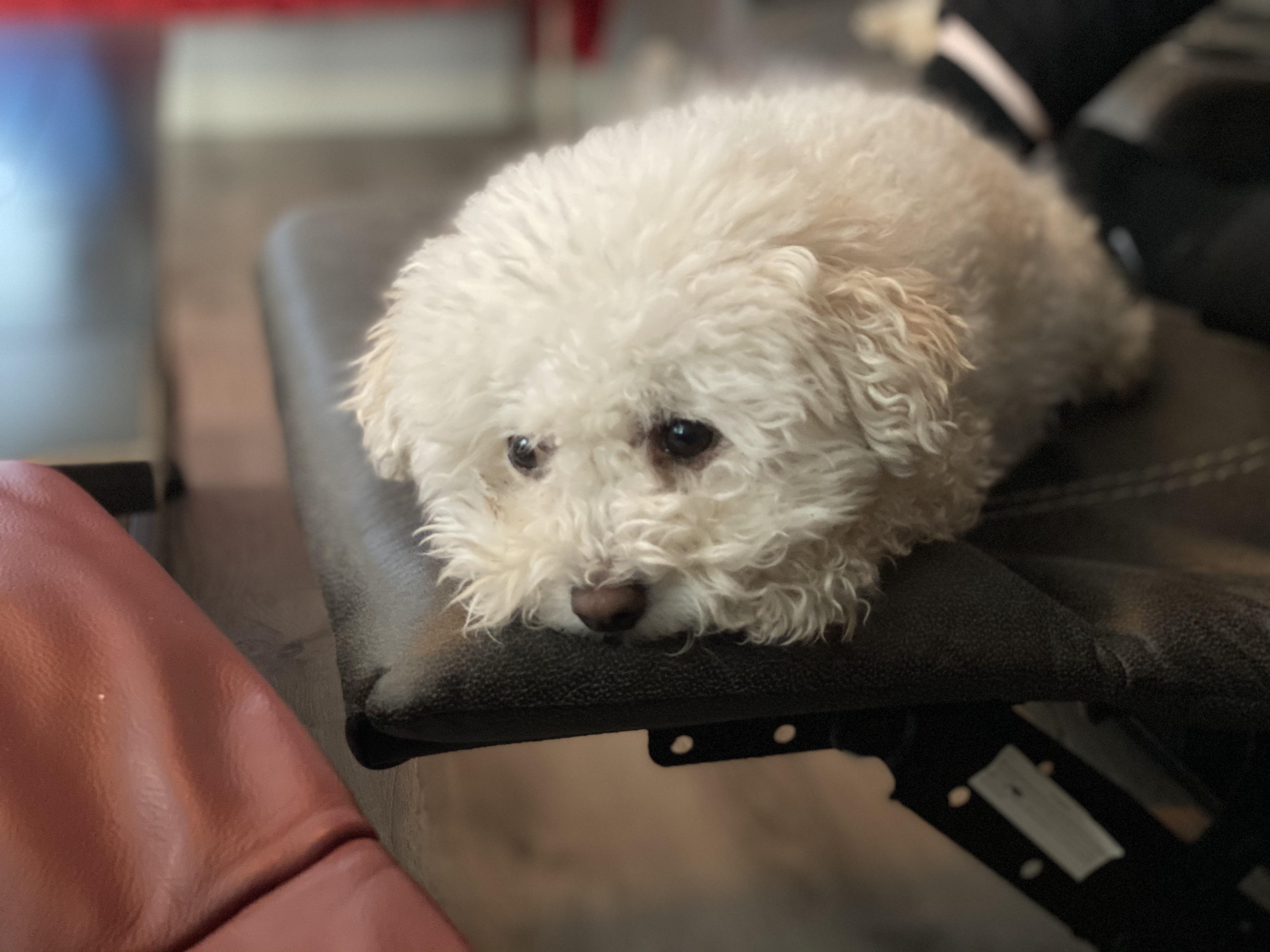Little Moxie looking chonky because she needs a haircut. 6lbs of love | Scrolller
