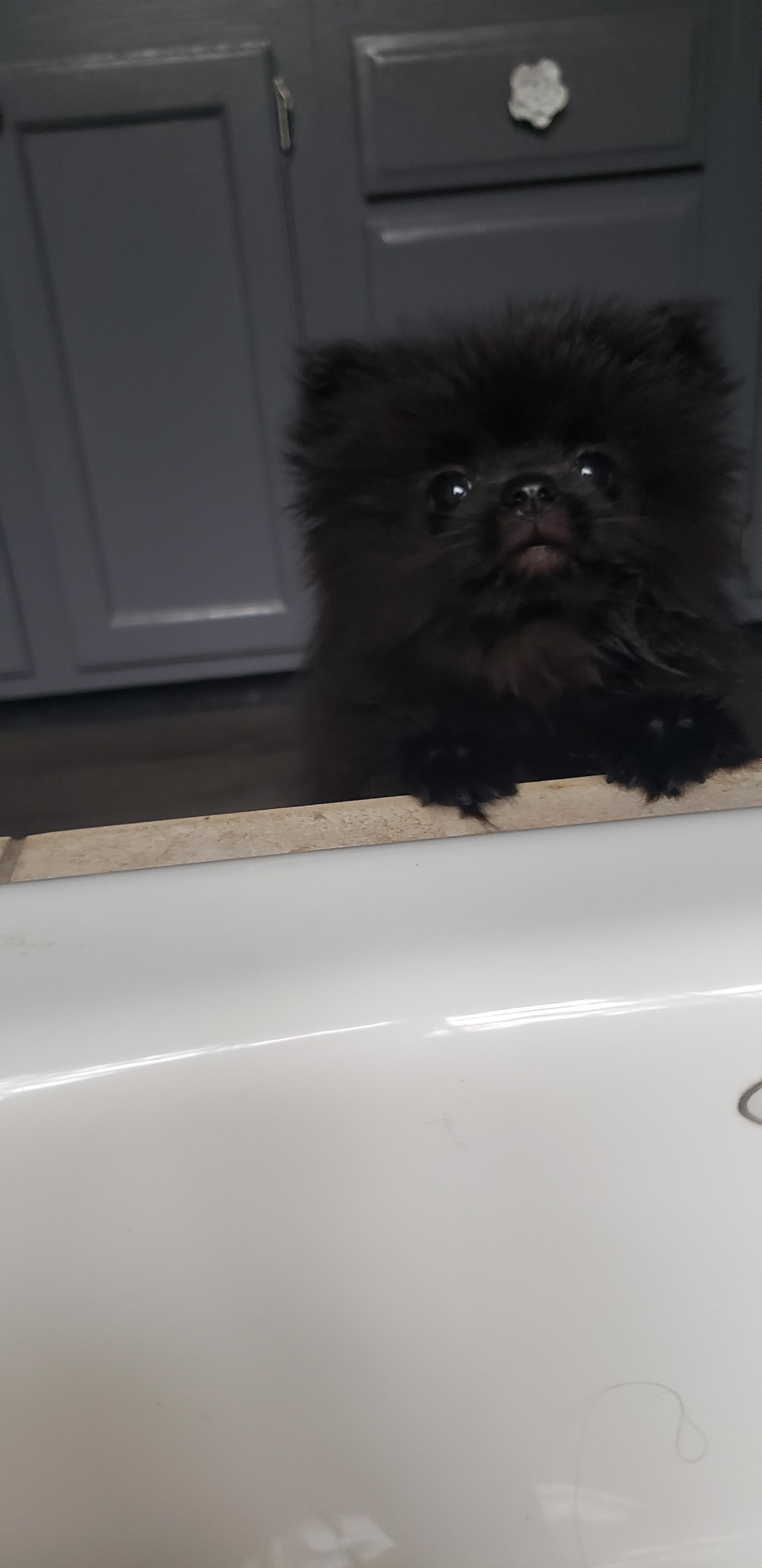 Little peeper | Scrolller