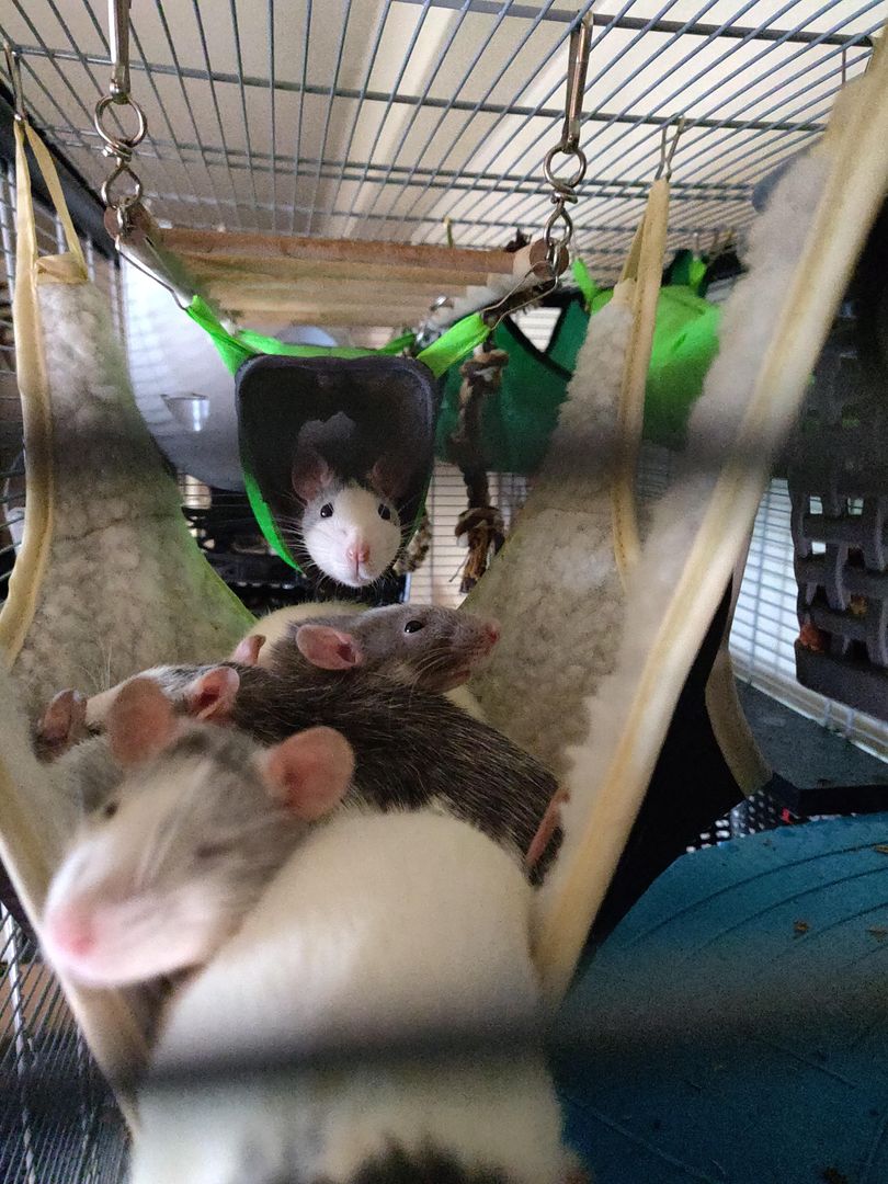 Little pile of happiness.... | Scrolller