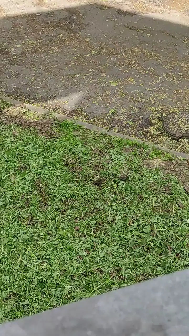 Little russian starling having bad manners | Scrolller