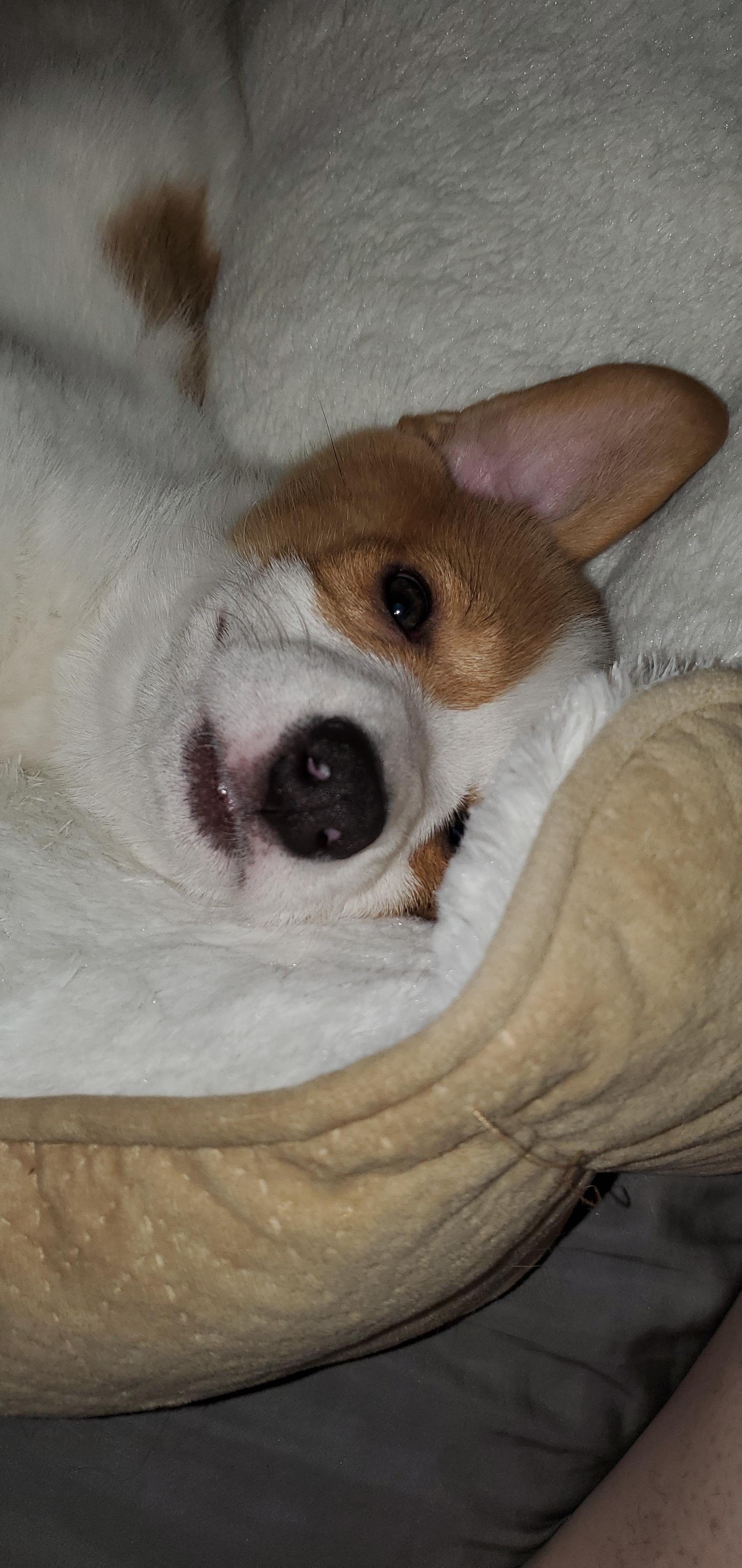 Little Smiley Guy | Scrolller