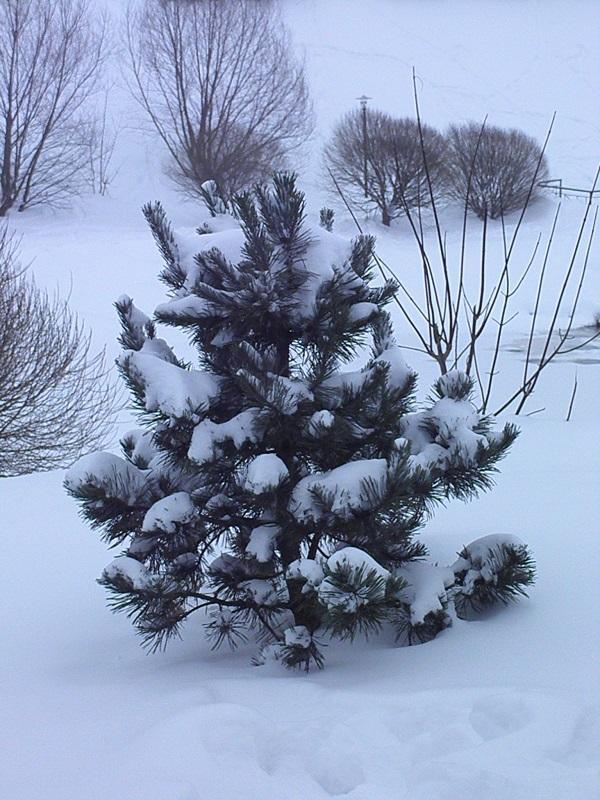 Little snowy pine tree =) [OC] | Scrolller