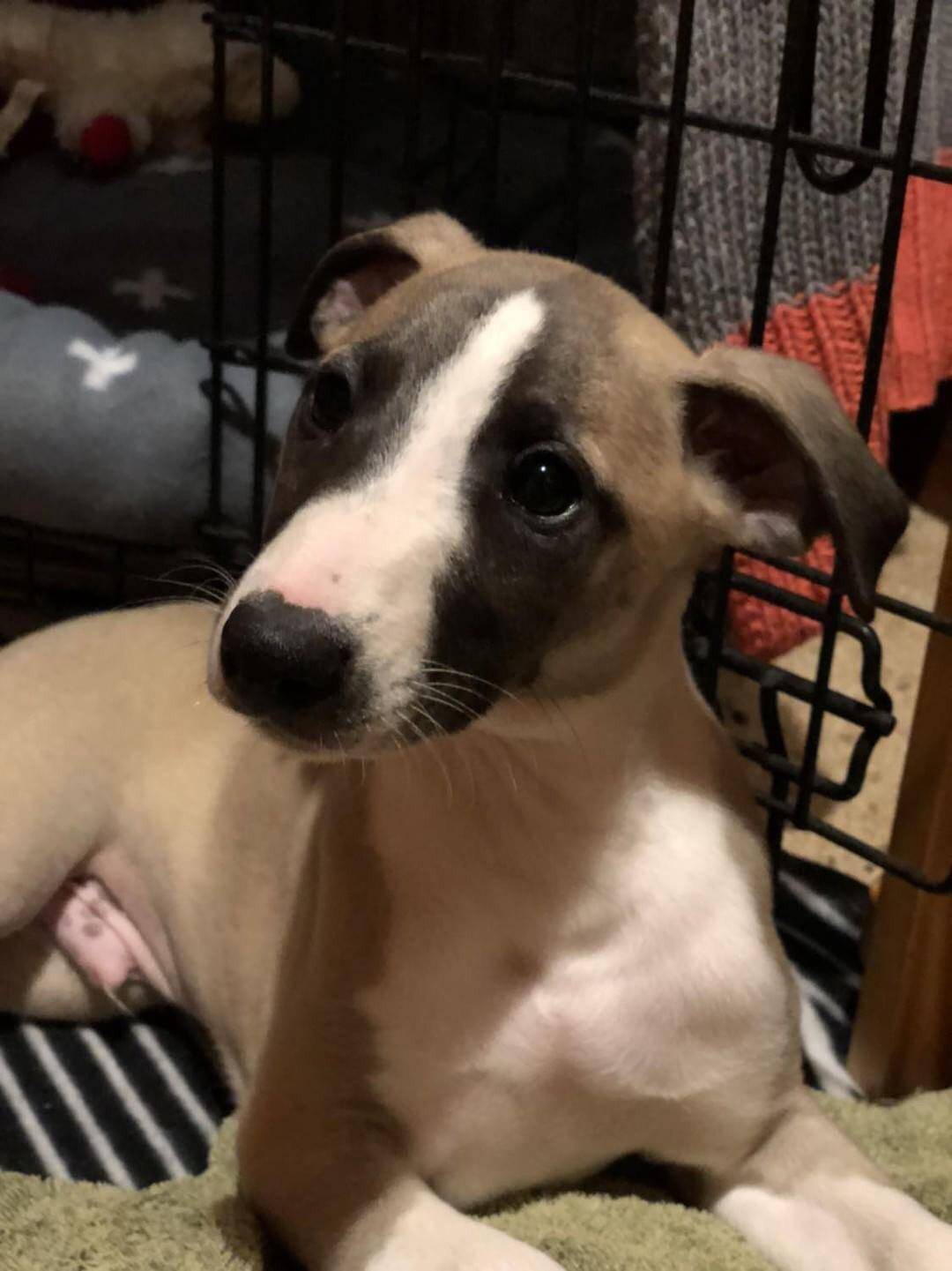 Little whippet pup. | Scrolller