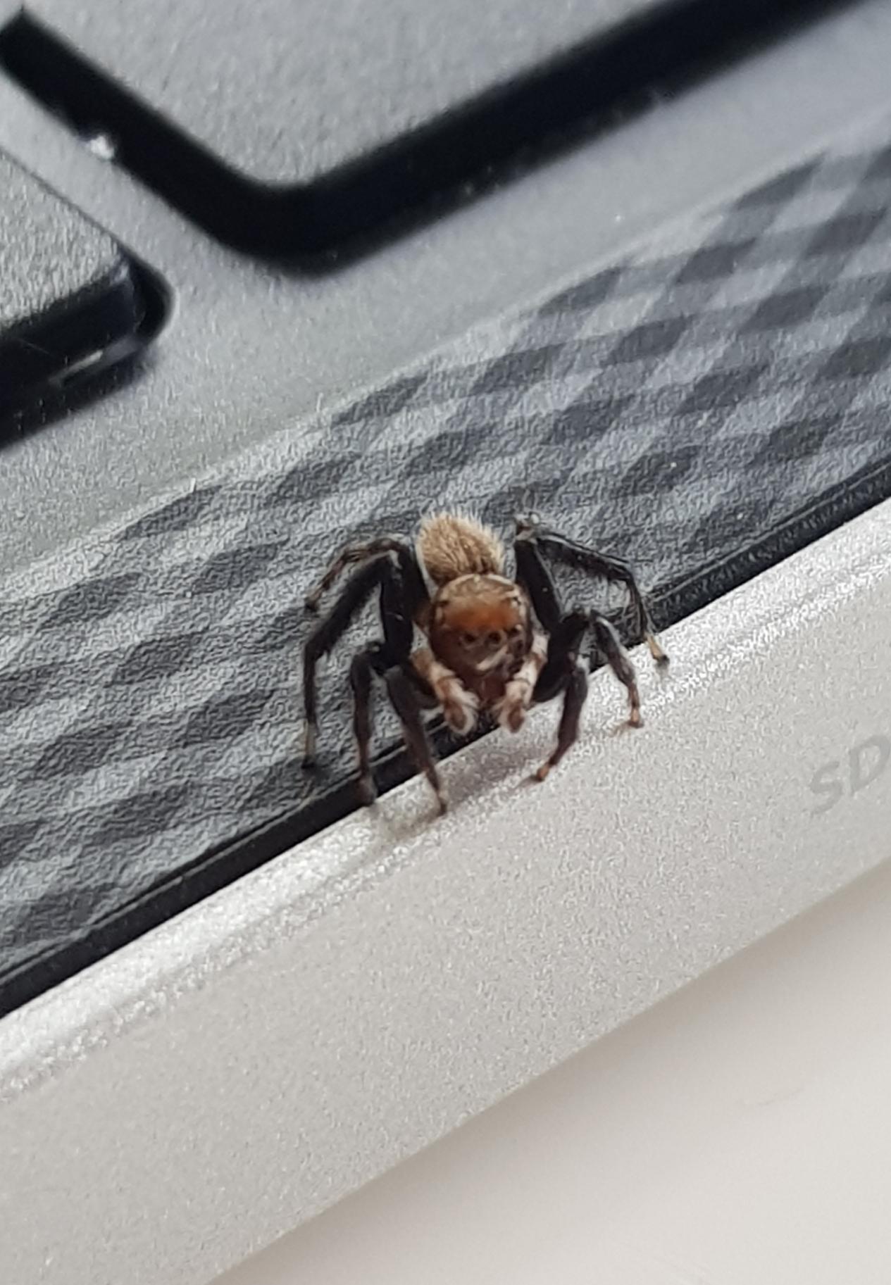 Little work buddy. | Scrolller