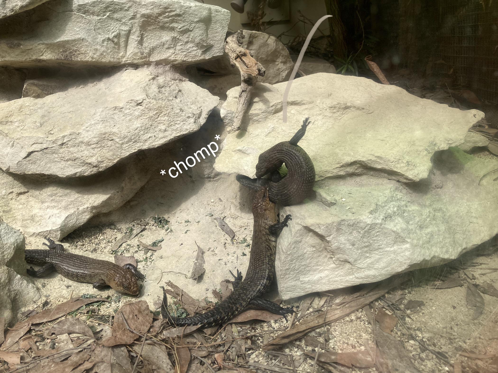 Lizards biting each other at a zoo | Scrolller