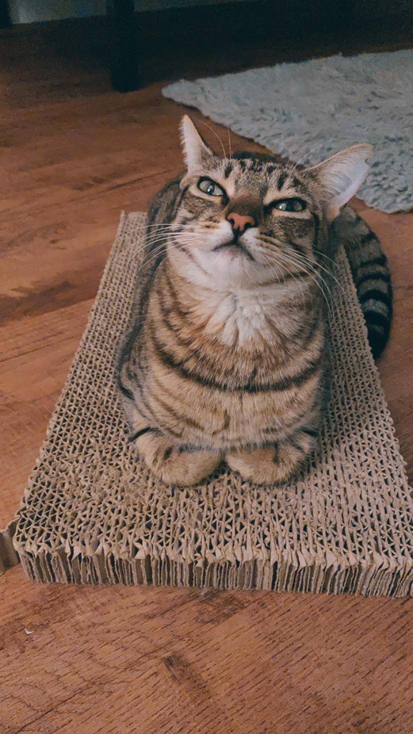 Loaf plotting his next attack | Scrolller