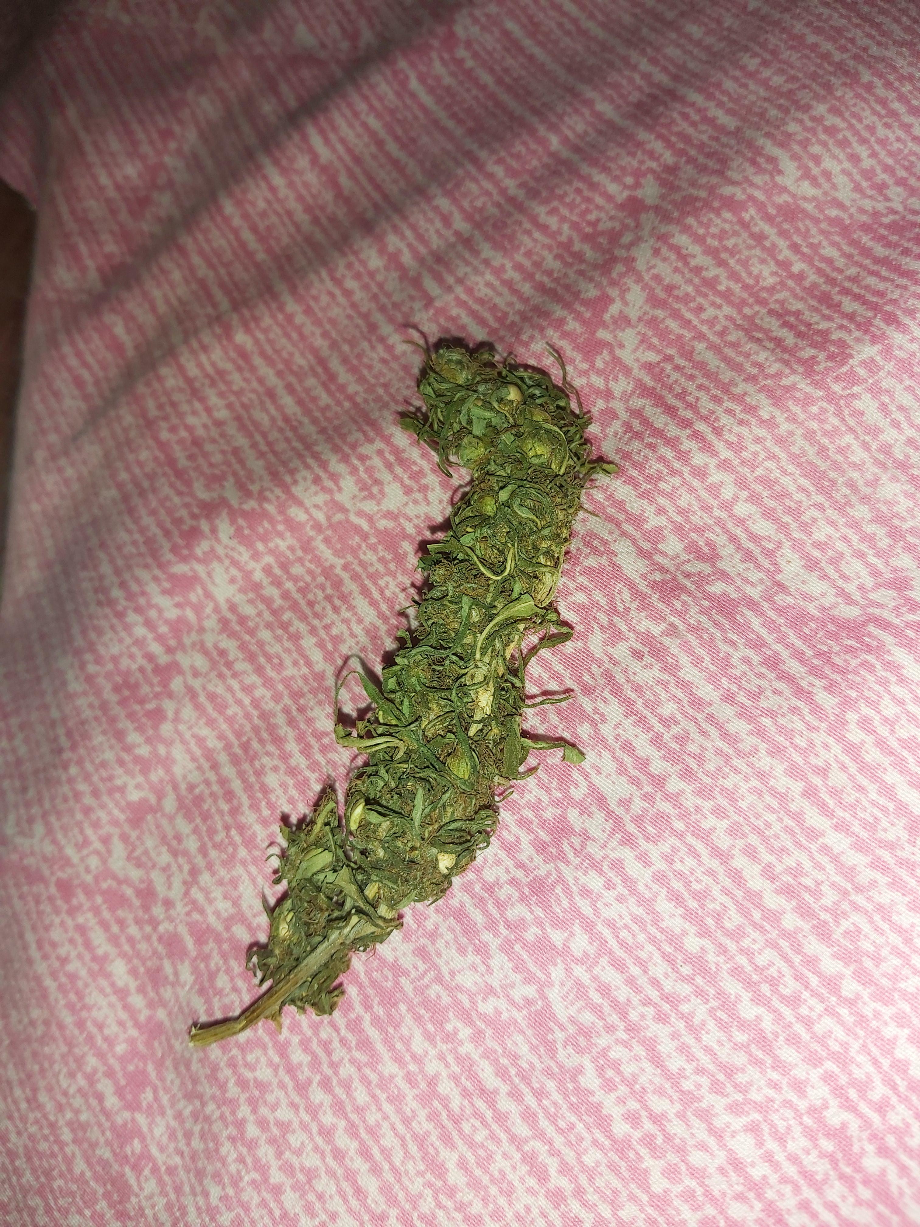 👽 Local | Scrolller