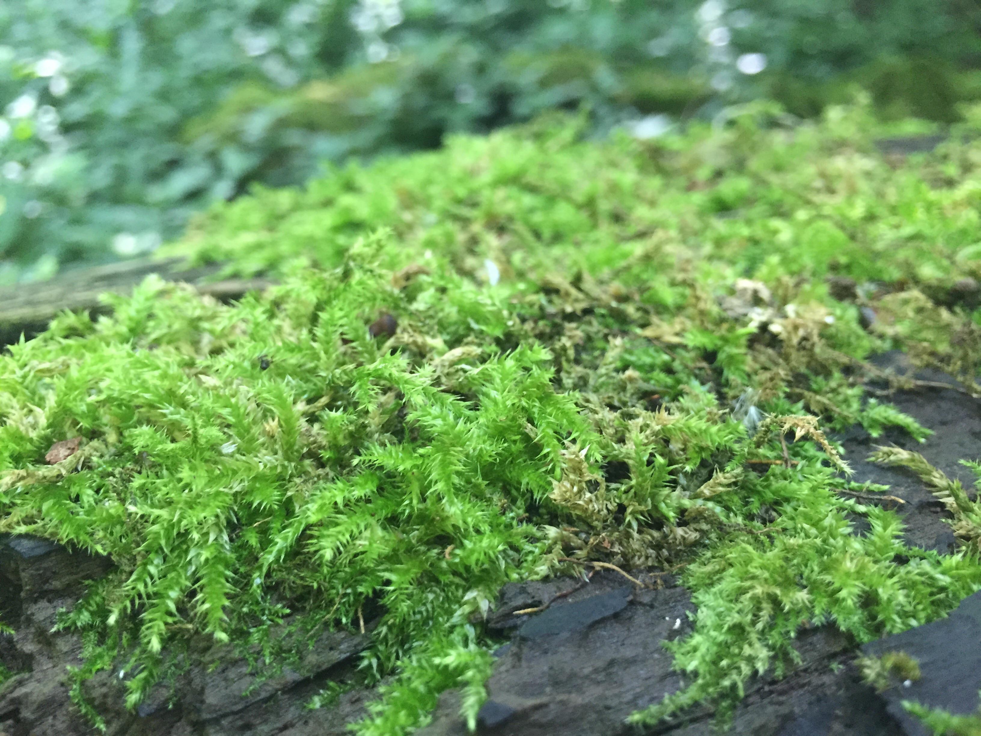 log moss | Scrolller